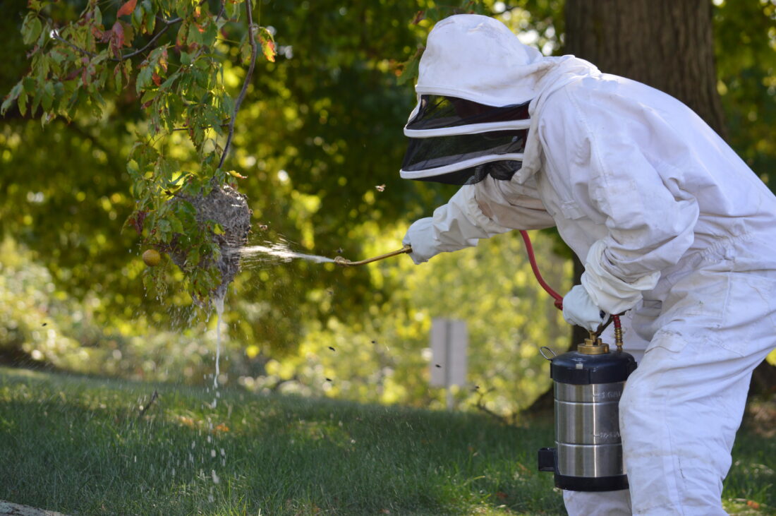 Hornet attack hospitalizes Wintersville man | News, Sports, Jobs - The ...